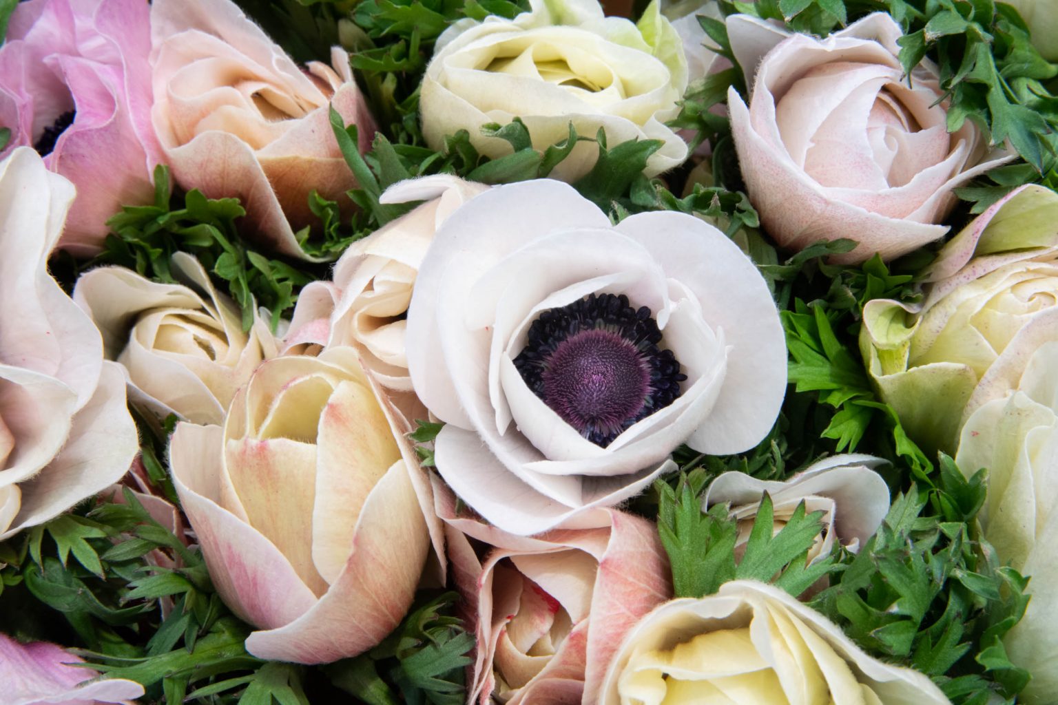Florisssima: fiori recisi all’ingrosso | Fiori recisi Bergamo – Il servizio
