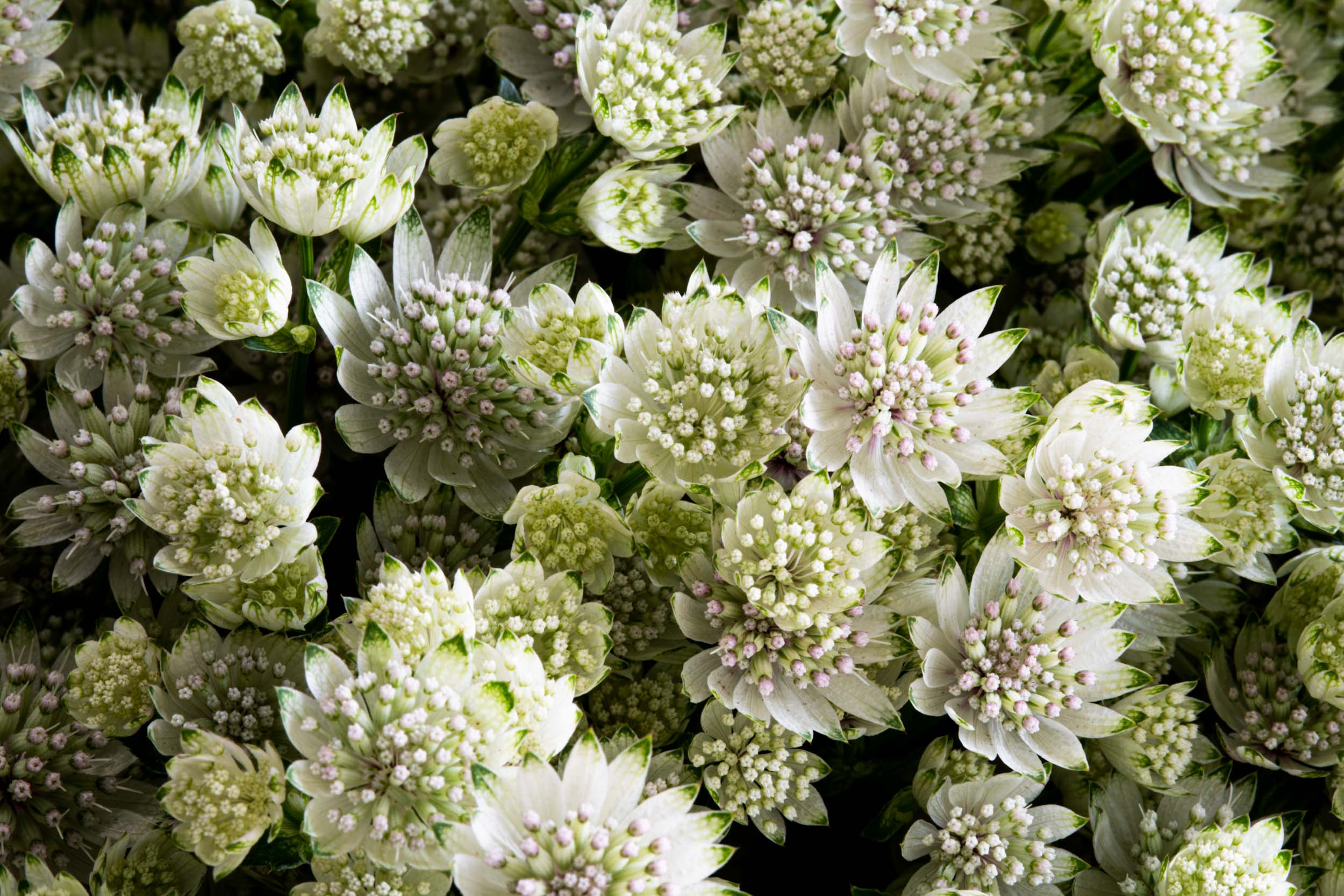 Florisssima: fiori recisi all’ingrosso | Fiori recisi Bergamo